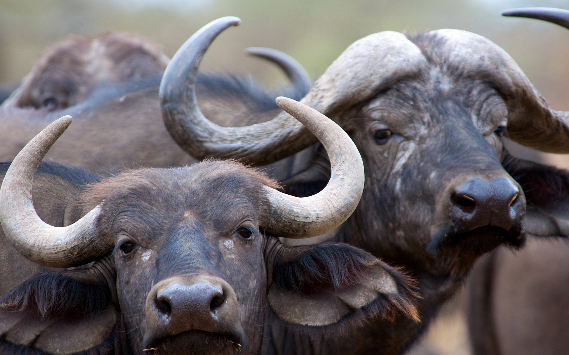 BuffaloQTLdb
